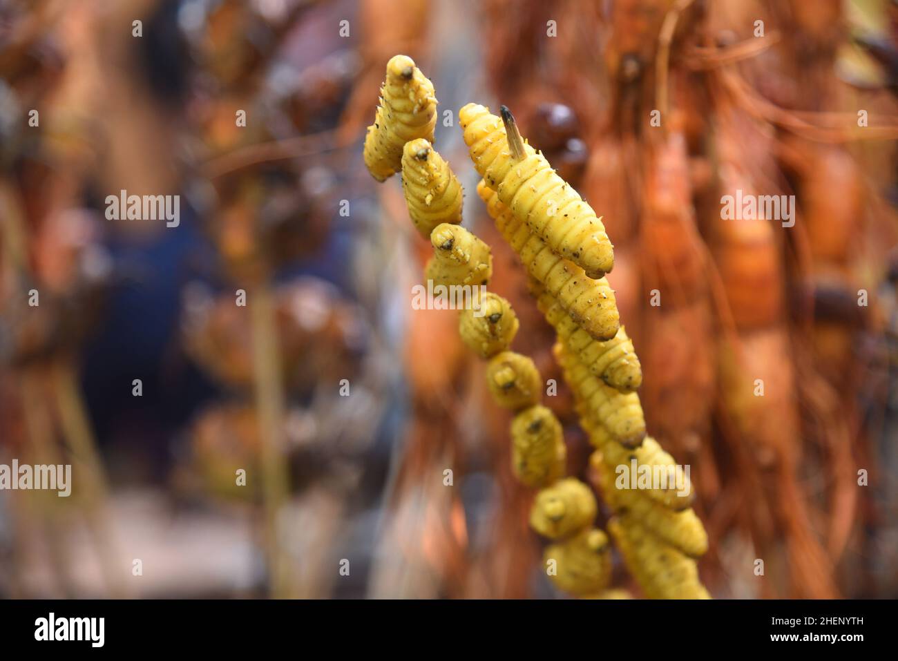 An woman selling roasted silkworm moth and other roasted meat during a ...
