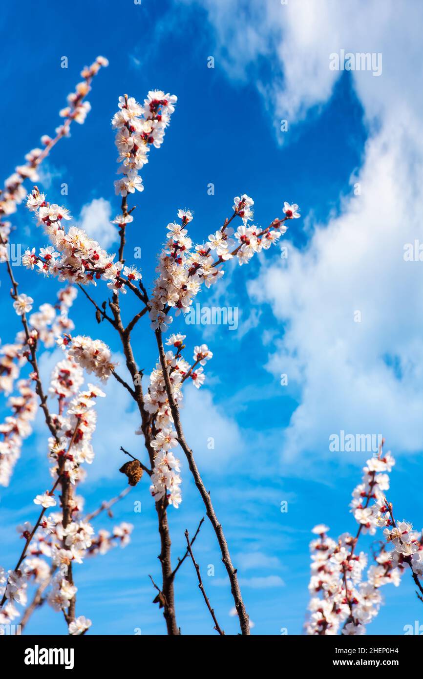blossoming tree beneath a blue sky. beautiful springtime nature ...