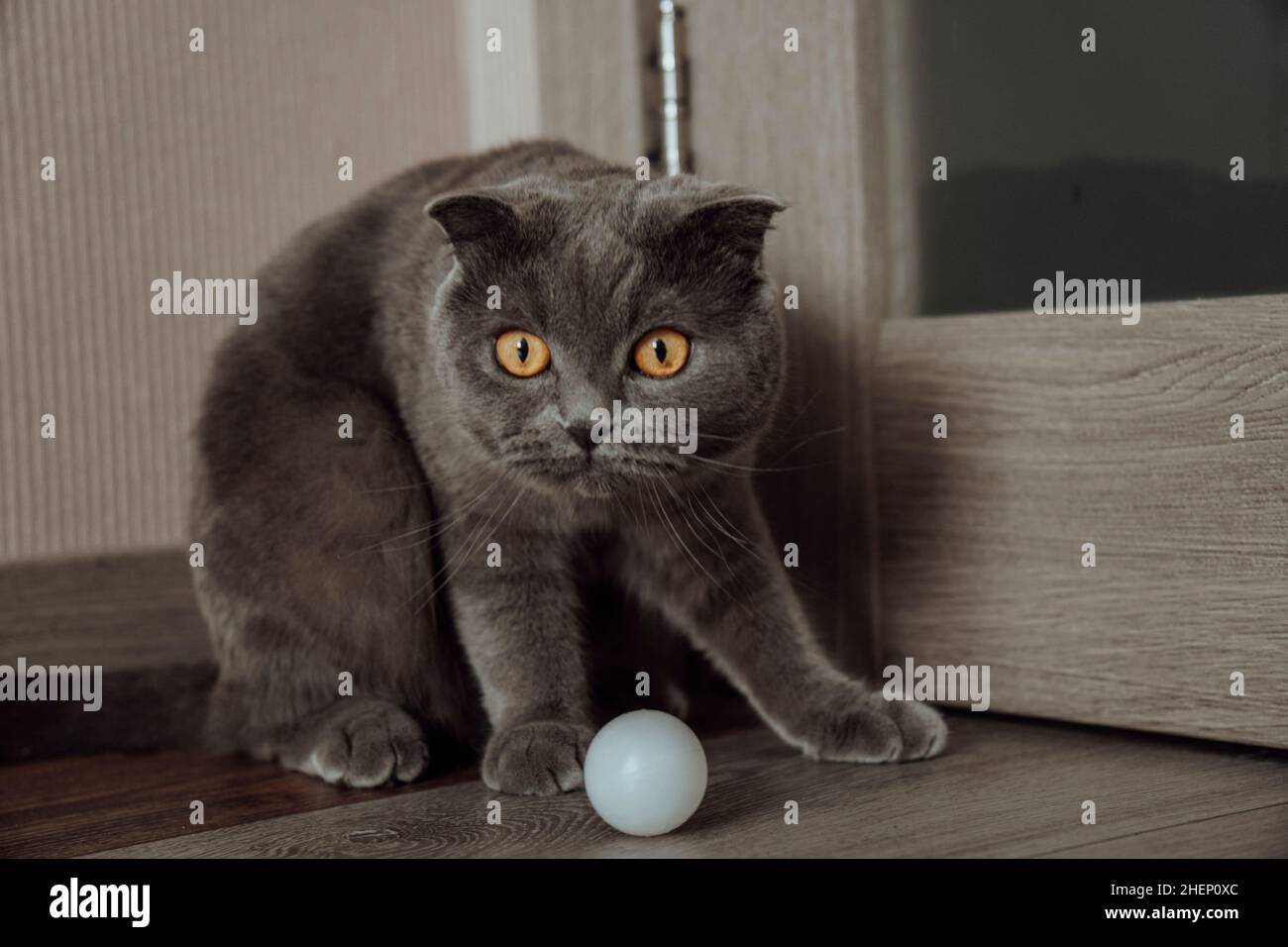 Funny kitten home cat hi-res stock photography and images - Alamy