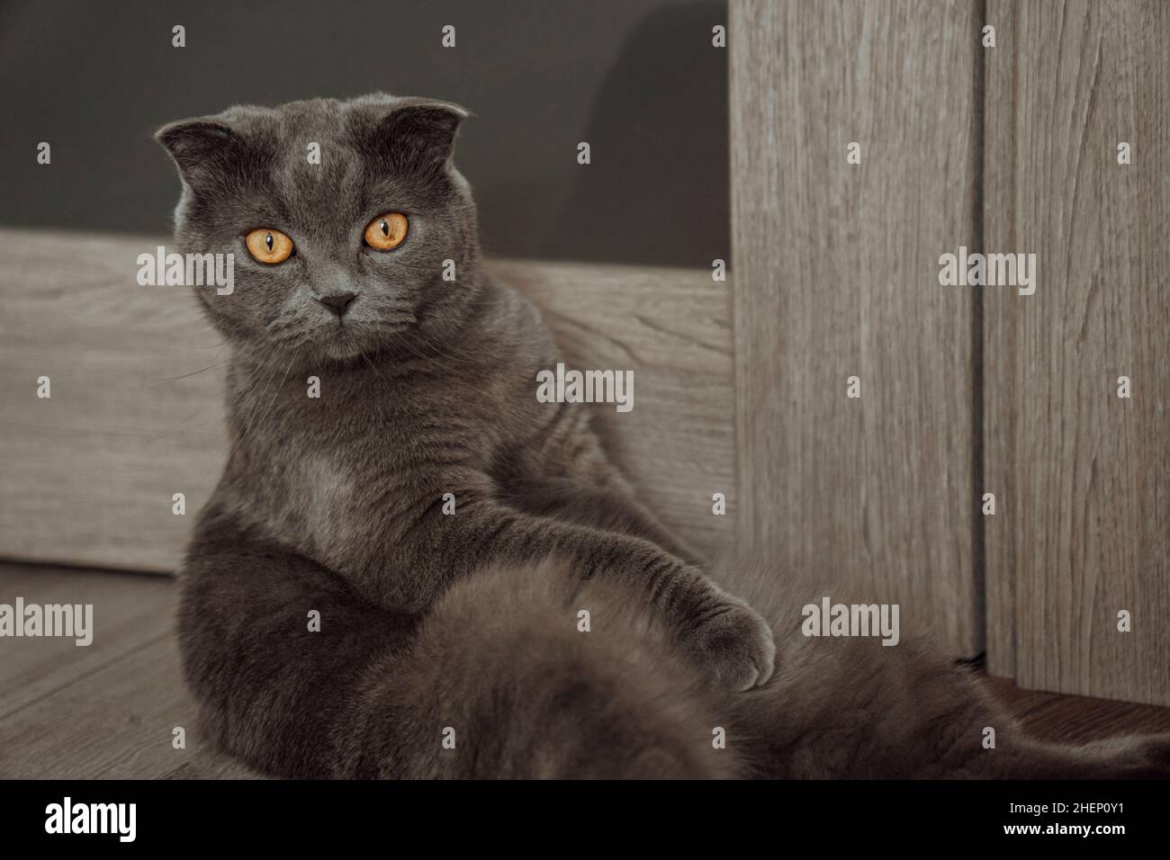 Funny kitten home cat hi-res stock photography and images - Alamy