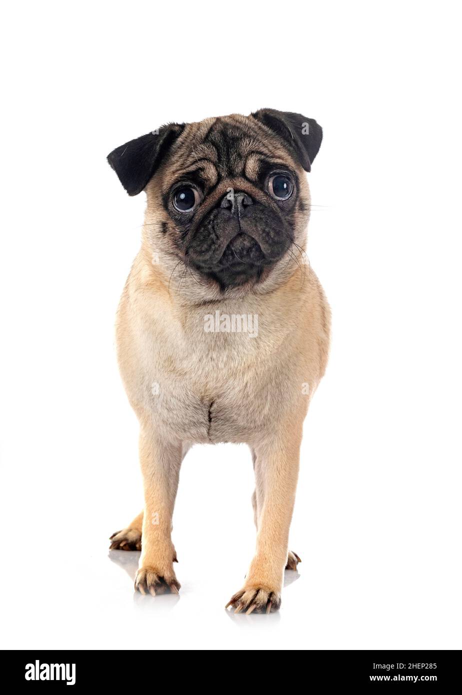 young pug in front of white background Stock Photo - Alamy
