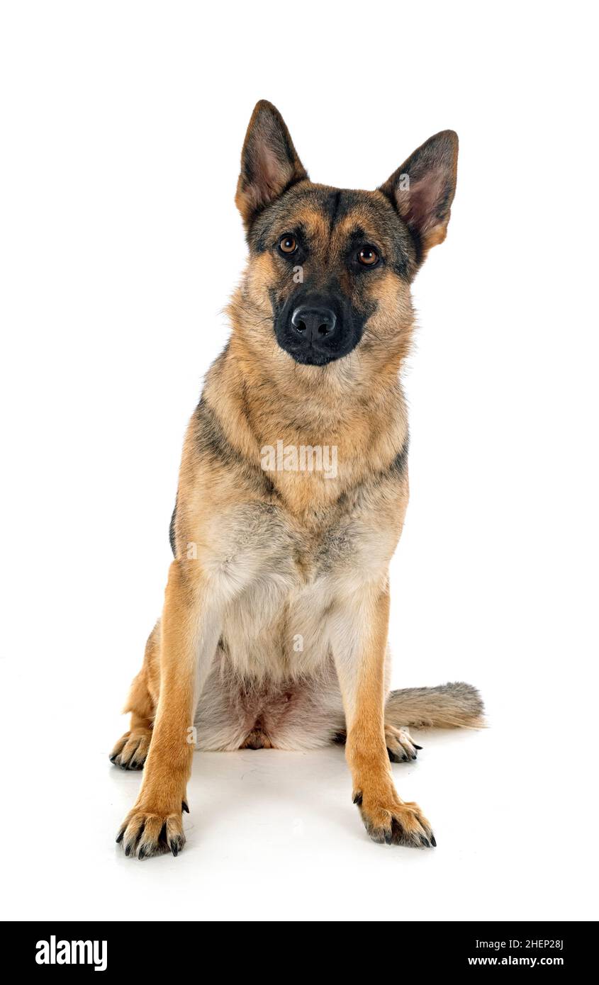 gray german shepherd in front of white background Stock Photo - Alamy