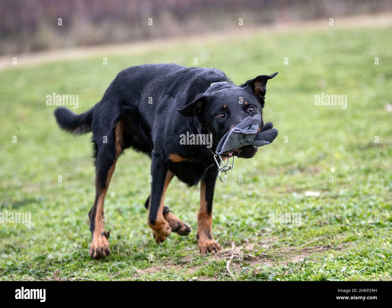 Dog biting at back hi-res stock photography and images - Alamy