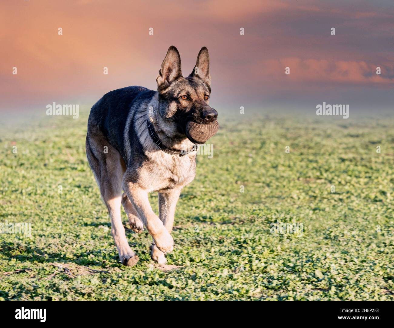 gray german shepherd training in the nature in summer Stock Photo - Alamy