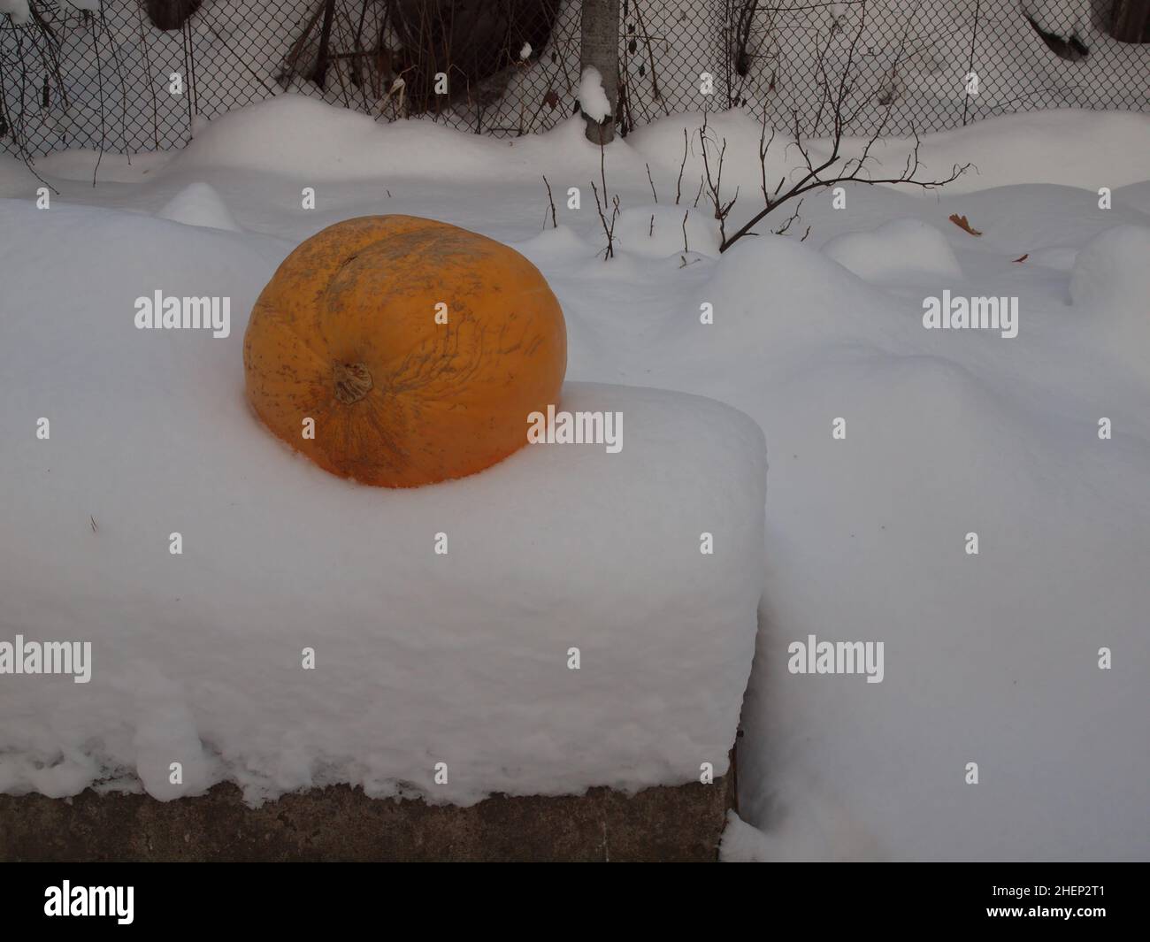 Big trees with snow hi-res stock photography and images - Alamy