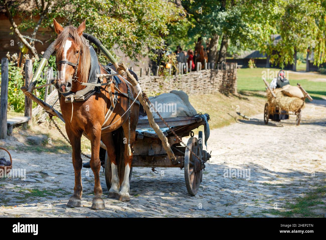 Horse-drawn carriage with a harnessed horse on an old stone pavement ...