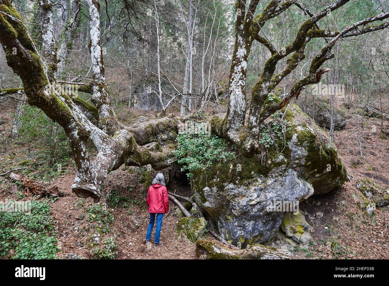Great lime tree in a forest. Hoz del Beteta. Cuenca Stock Photo - Alamy