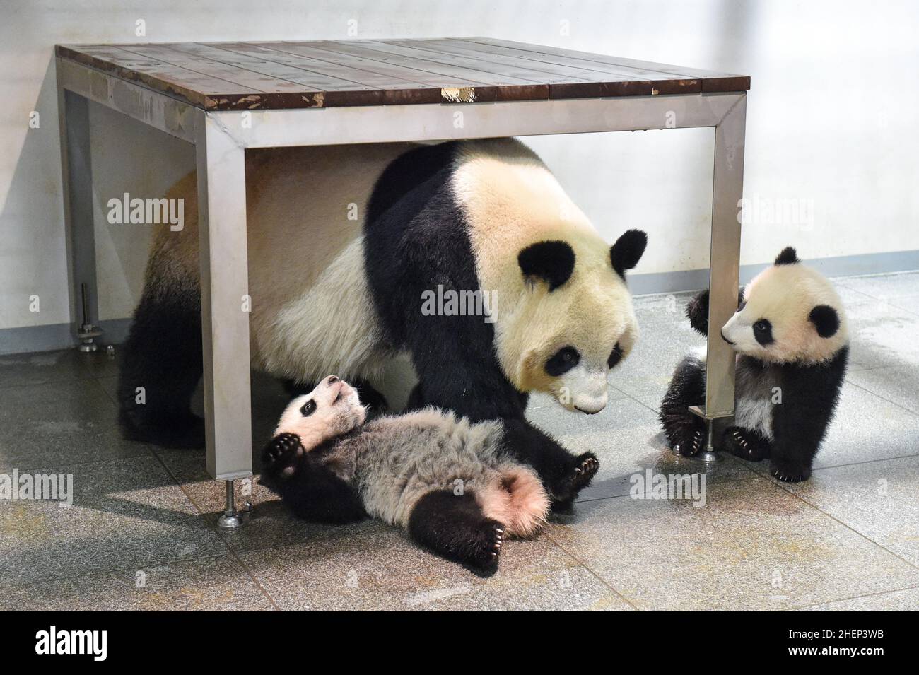 (220112) -- TOKYO, Jan. 12, 2022 (Xinhua) -- Photo taken on Dec. 13 ...