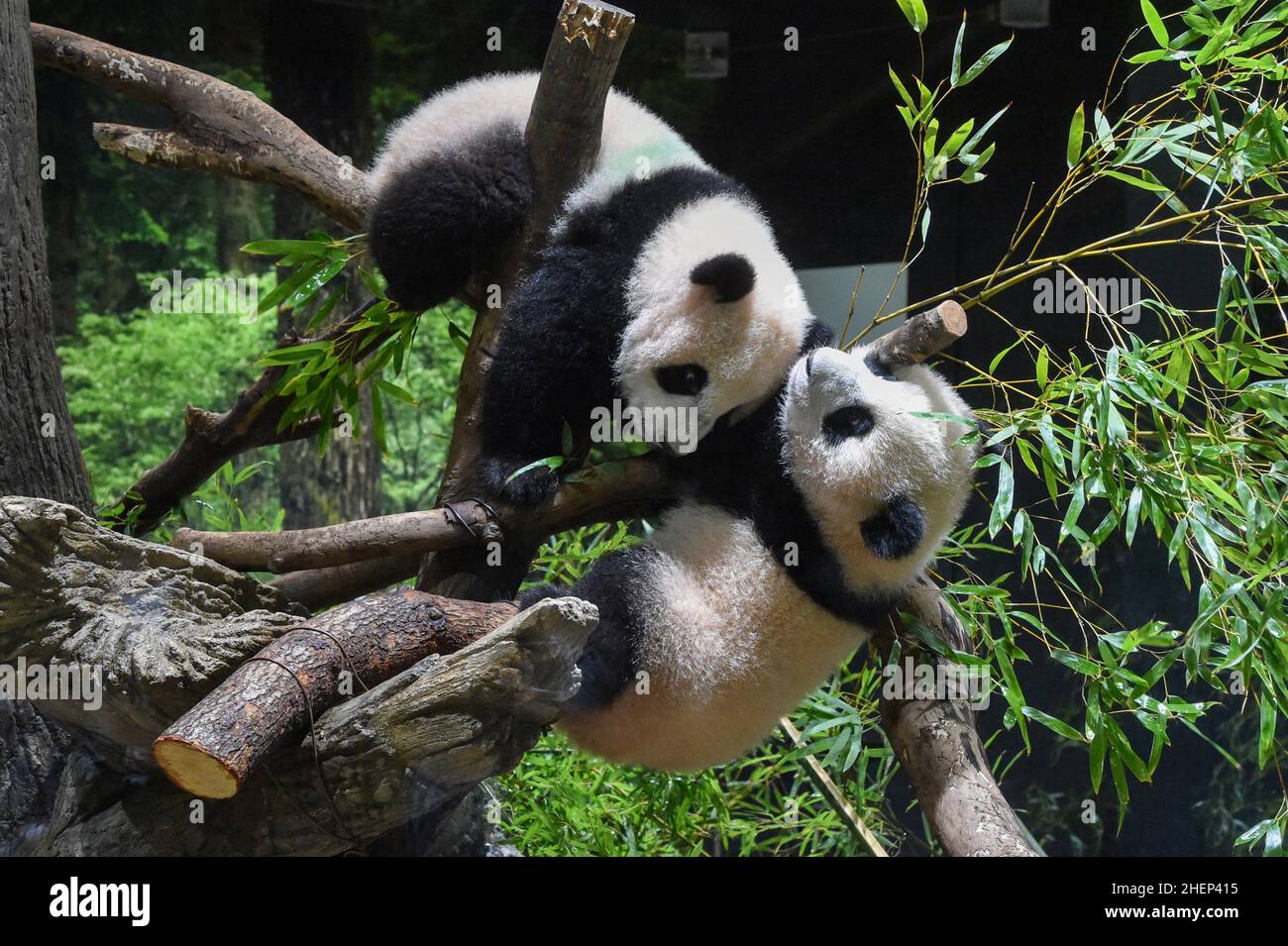 (220112) -- TOKYO, Jan. 12, 2022 (Xinhua) -- Photo taken on Jan. 12 ...