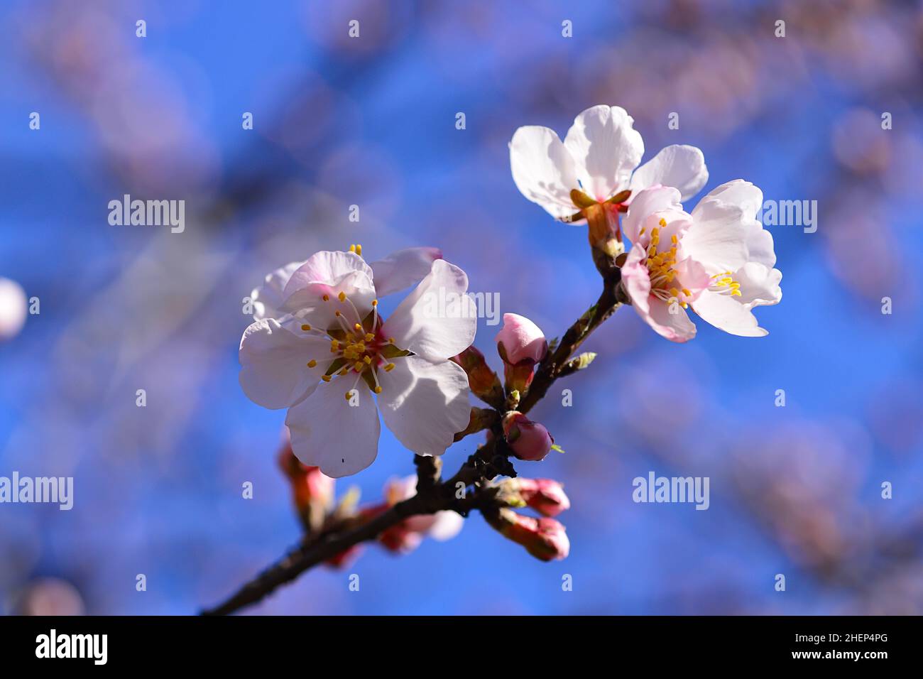 Pink almond tree flowers on almond tree branches against blue sky on a ...