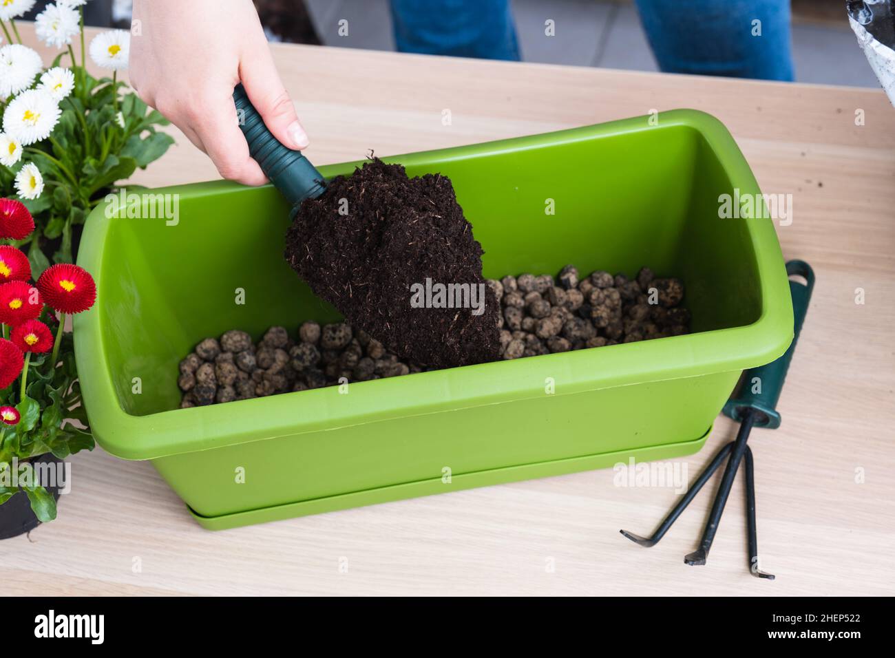 Female hand pouring soil into pot for transplanting spring flowers ...