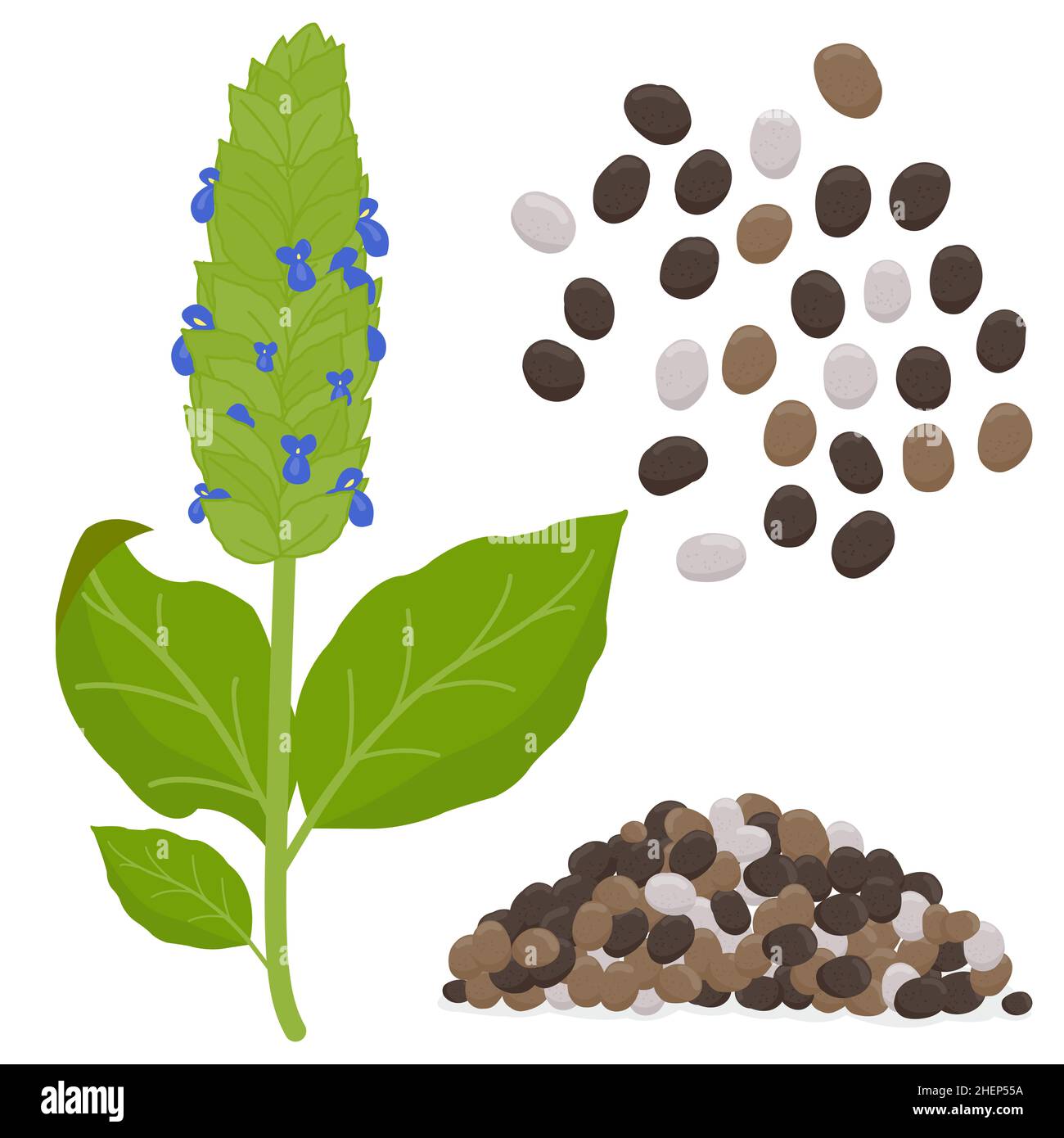 Chia plant and seeds Stock Photo - Alamy