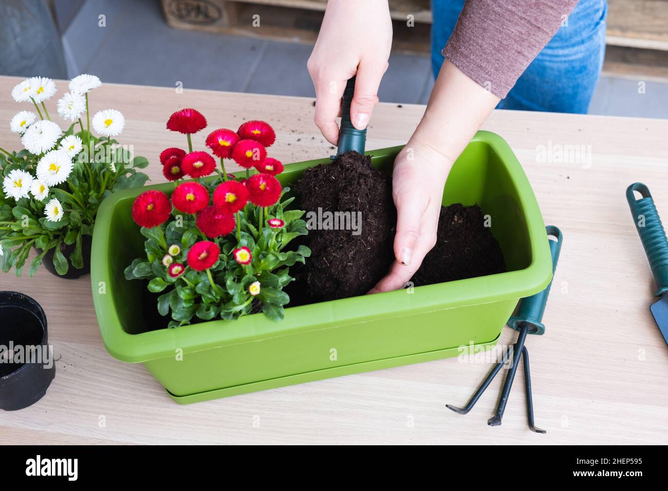 Female hand pouring soil into pot for transplanting spring flowers ...