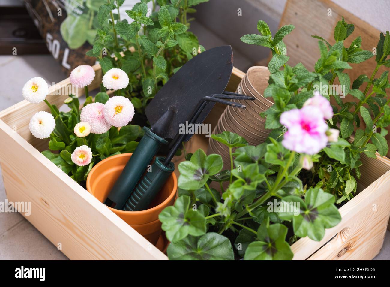 Spring Flowers in Pots Ready For Planting and Gardening Tools Stock ...