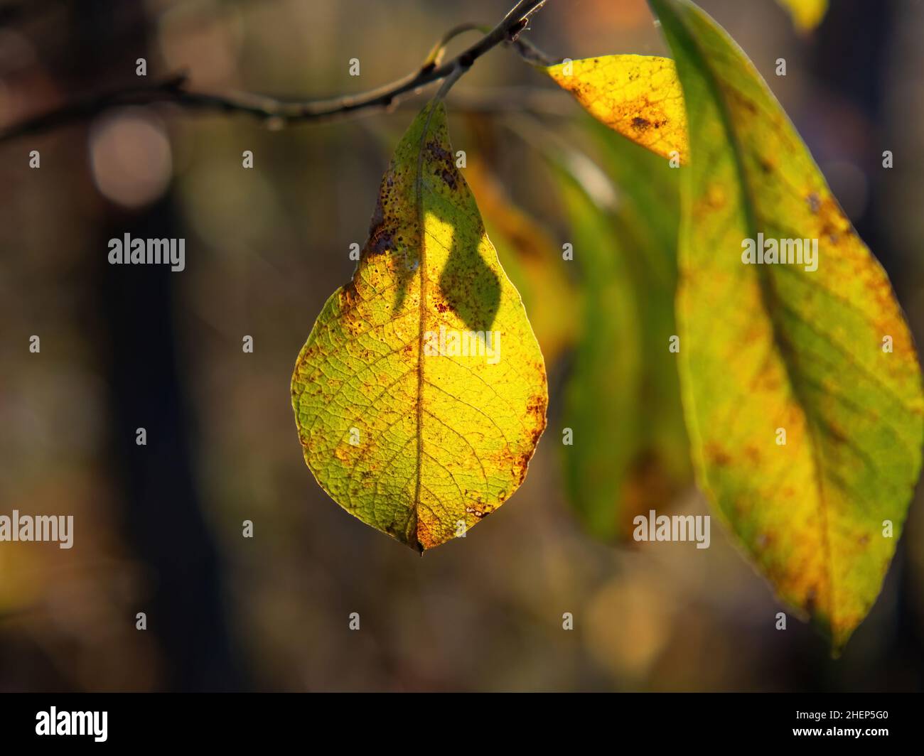 Yellow leaves on a tree hi-res stock photography and images - Alamy