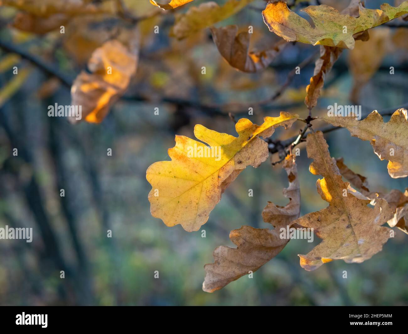 Closeup yellow green oak tree hi-res stock photography and images - Alamy