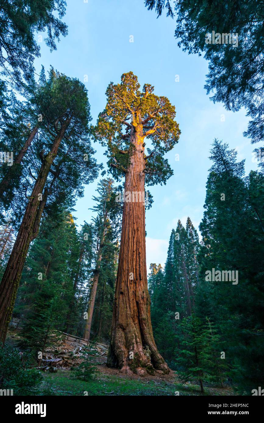 giant trees in sequoia national park,california,usa Stock Photo - Alamy