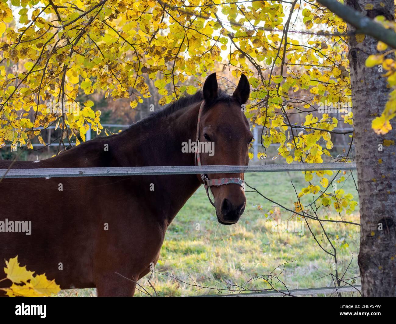 Open paddock hi-res stock photography and images - Alamy