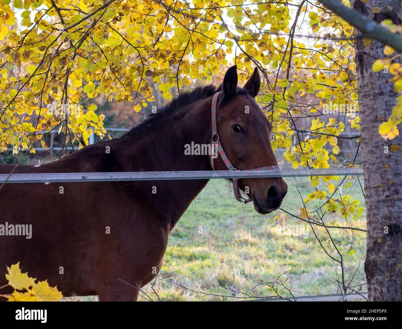 Open paddock hi-res stock photography and images - Alamy