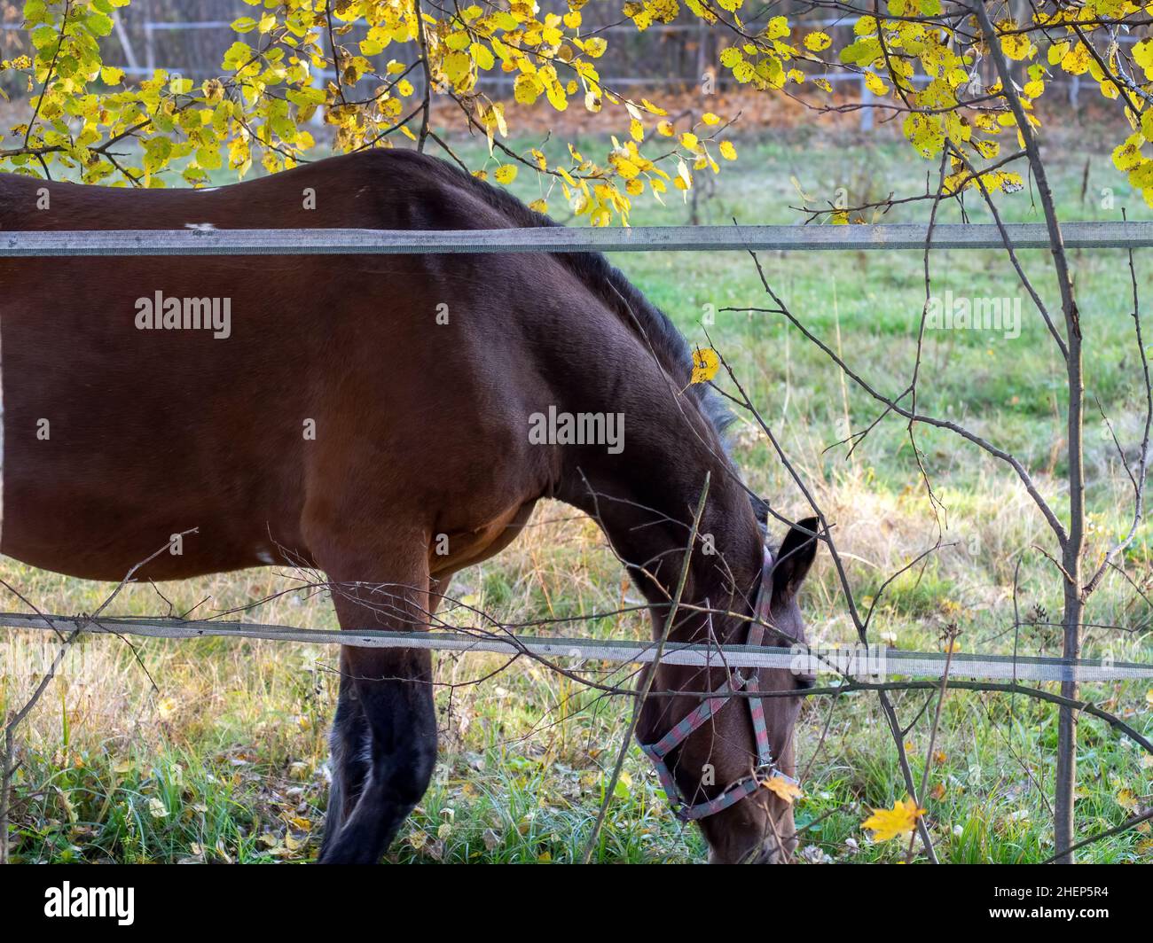 Open paddock hi-res stock photography and images - Alamy