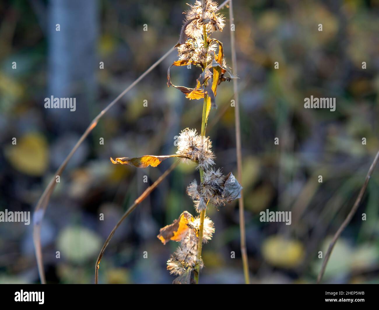 Fluffy grass hi-res stock photography and images - Alamy
