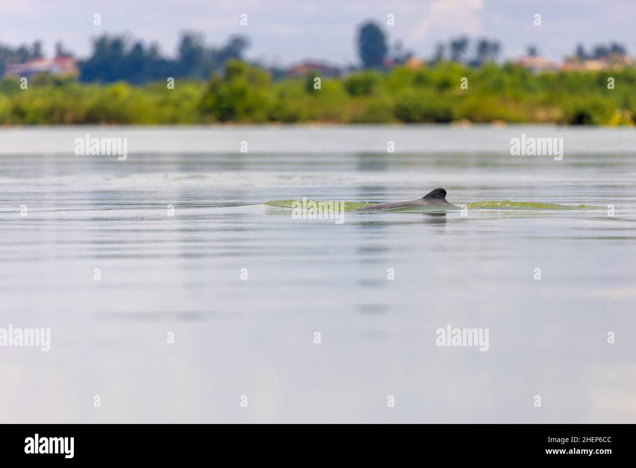 The Irrawaddy dolphin (Orcaella brevirostris) on the Mekong River ...