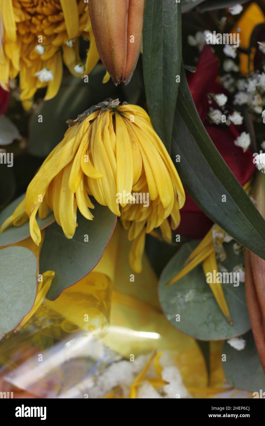 Simple golden daisy hi-res stock photography and images - Alamy