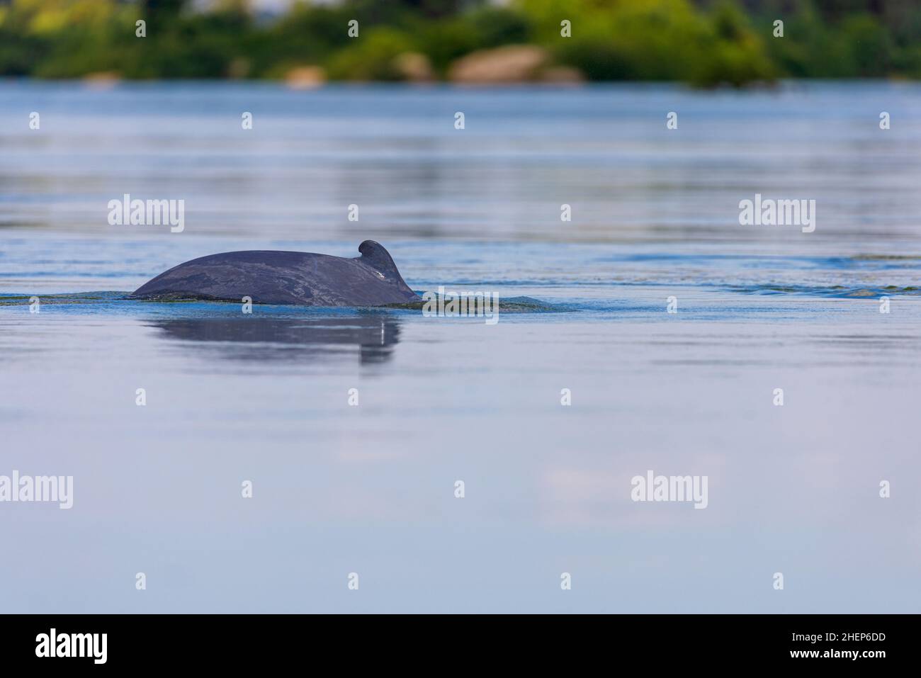 The Irrawaddy dolphin (Orcaella brevirostris) on the Mekong River ...