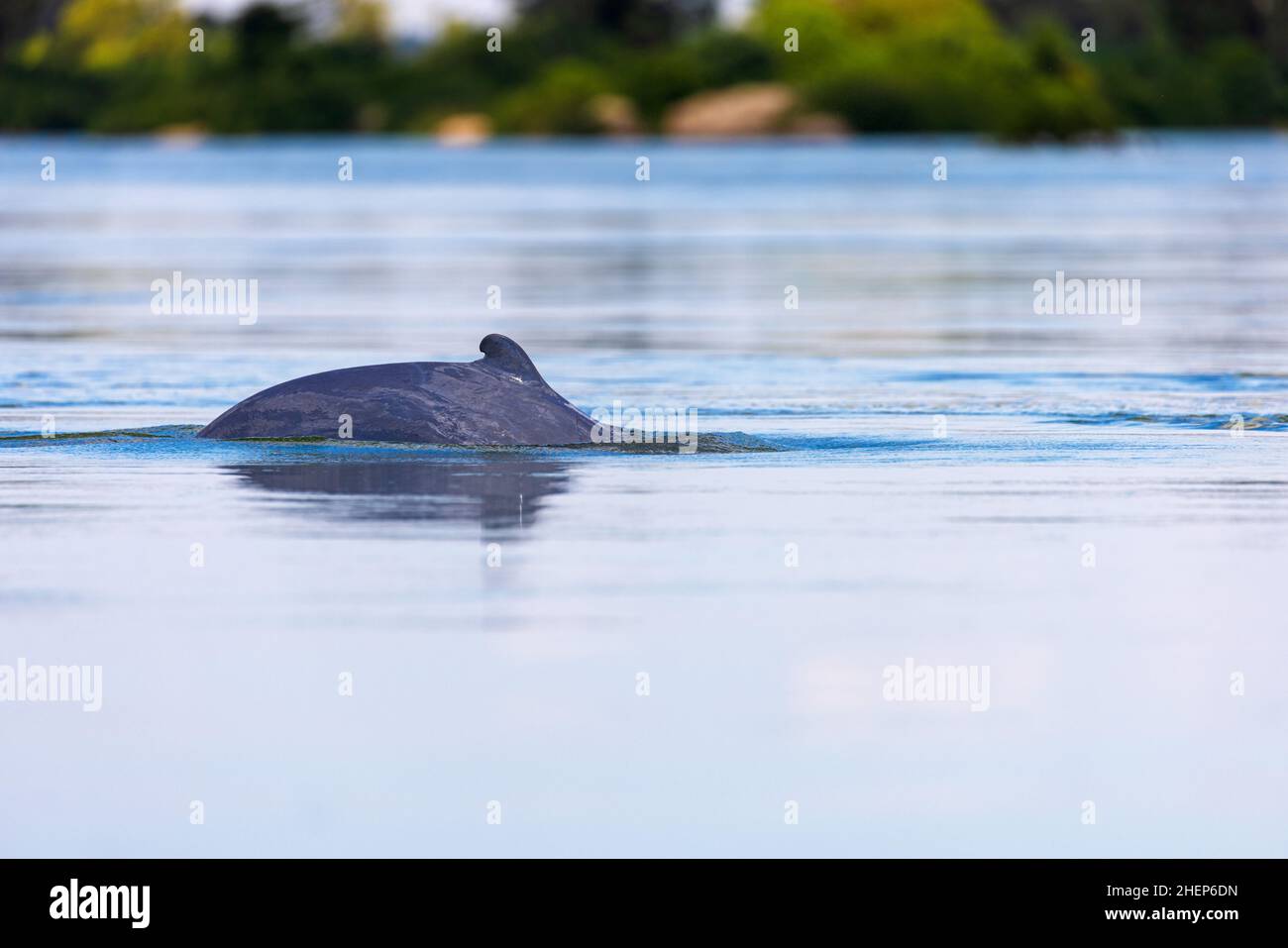 Irrawaddy Dolphin Mekong