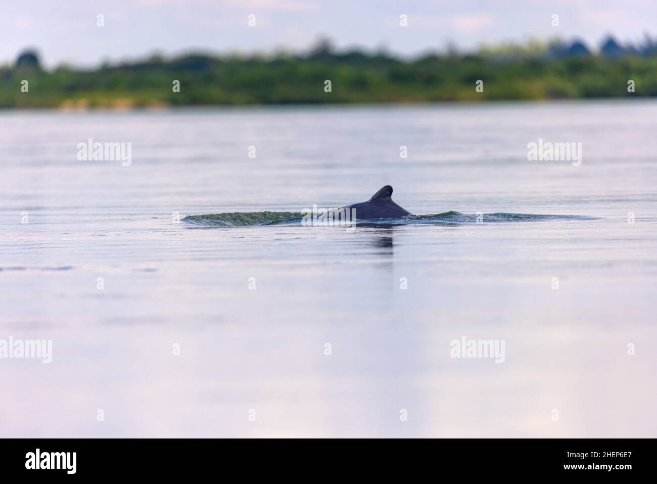 The Irrawaddy dolphin (Orcaella brevirostris) on the Mekong River ...