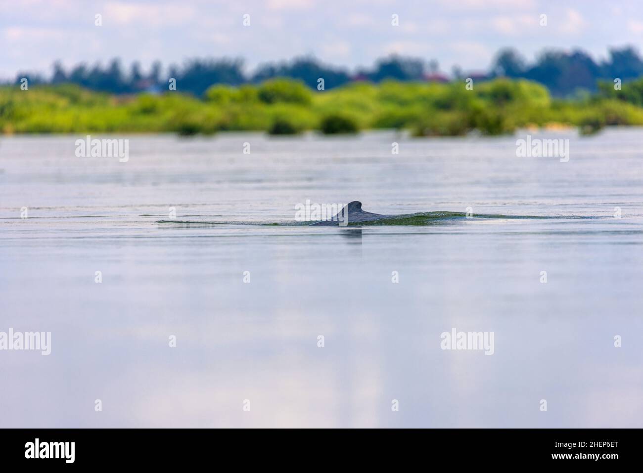 Irrawaddy Dolphin Backgrounds