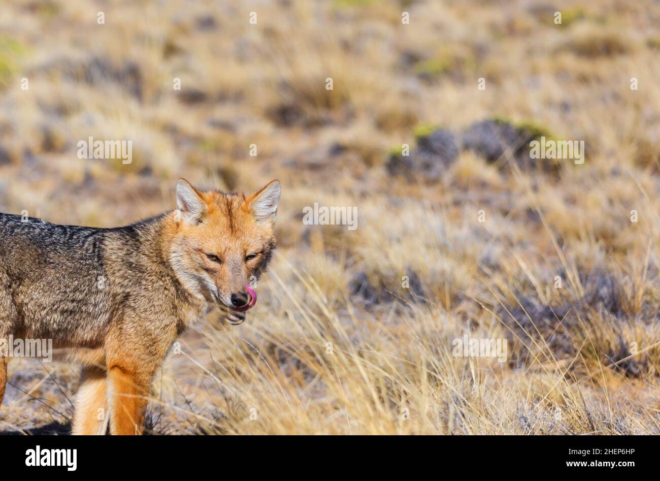 South American gray fox (Lycalopex griseus), Patagonian fox, in ...