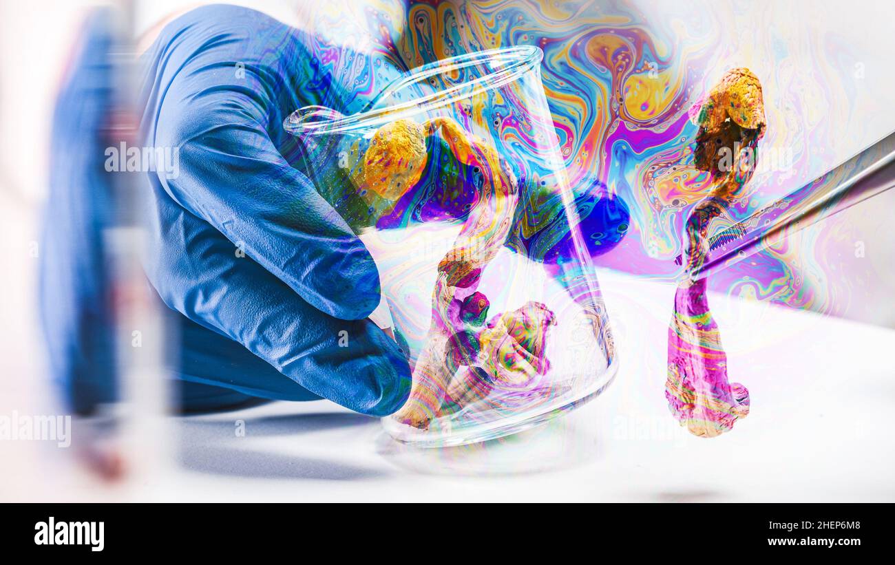 Magic Mushrooms with psychedelic colors in laboratory. Psilocybin ...