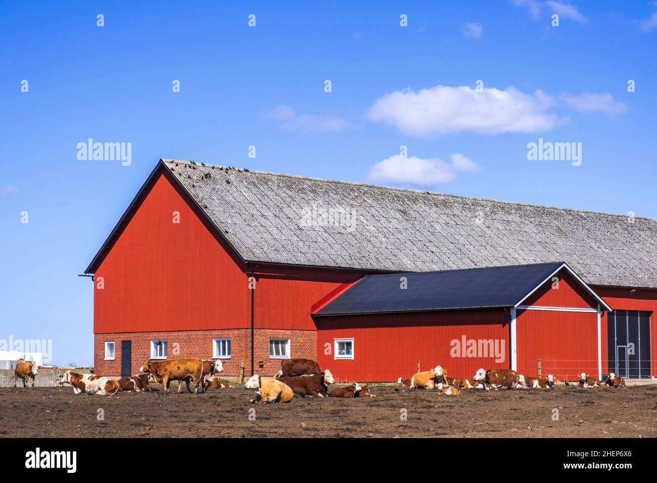Cows red barn and cattle hi-res stock photography and images - Alamy