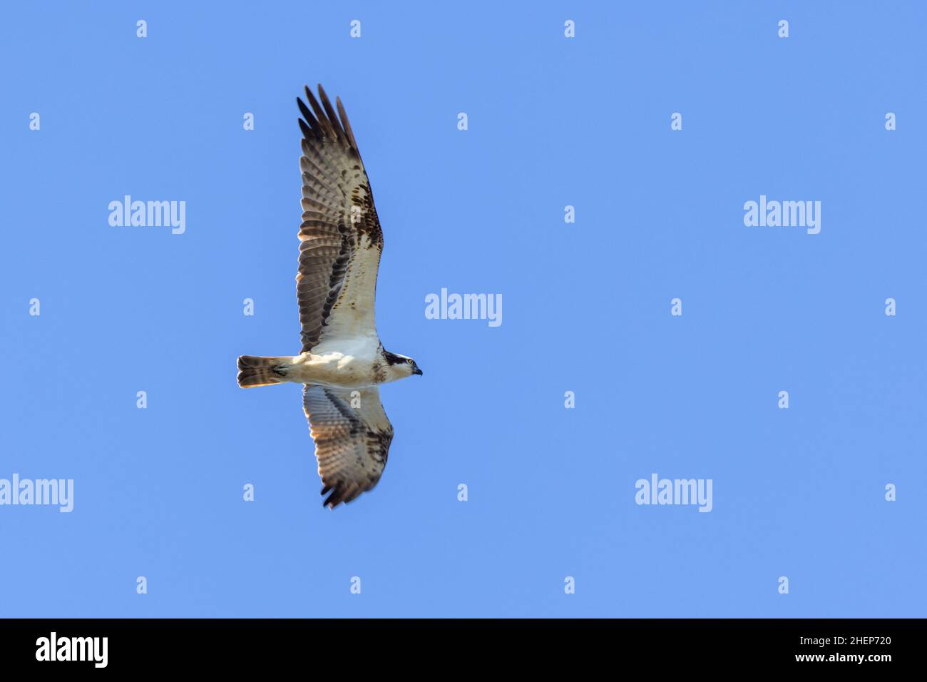 Osprey with wing spread hi-res stock photography and images - Alamy