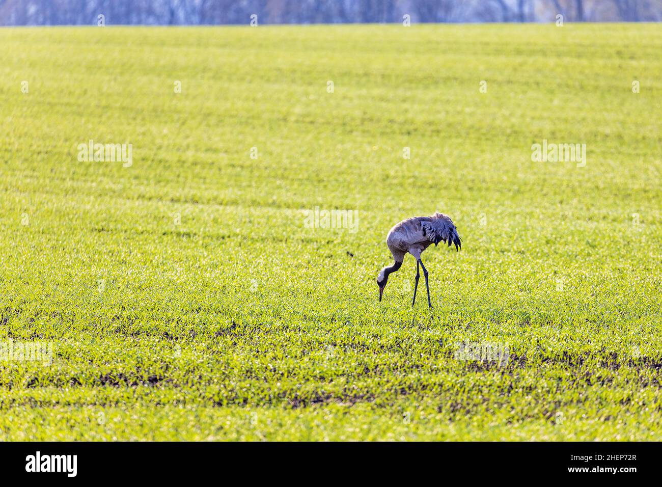 Crane eating on a green field Stock Photo - Alamy