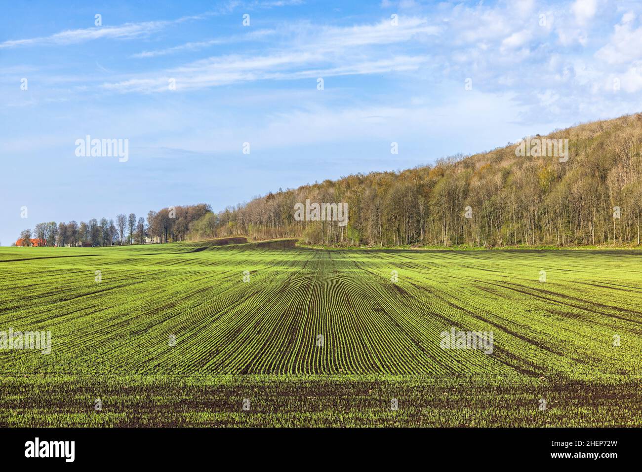 Beautiful green field sown blue hi-res stock photography and images - Alamy