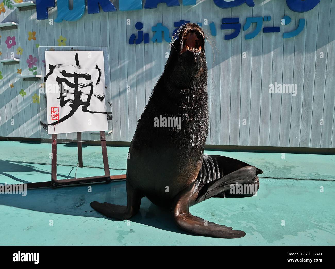 South American sea lion Leo poses for camera during a New Year's ...