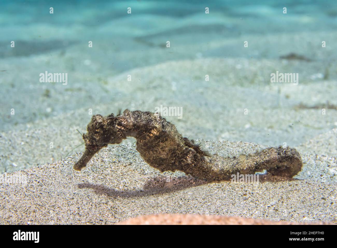 Macro of seahorse in the reef of the caribbean hi-res stock photography ...