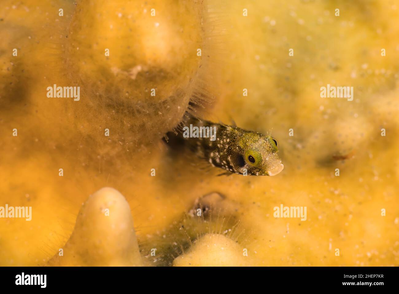 Close up, macro of Blenny fish in the reef of the Caribbean Sea ...
