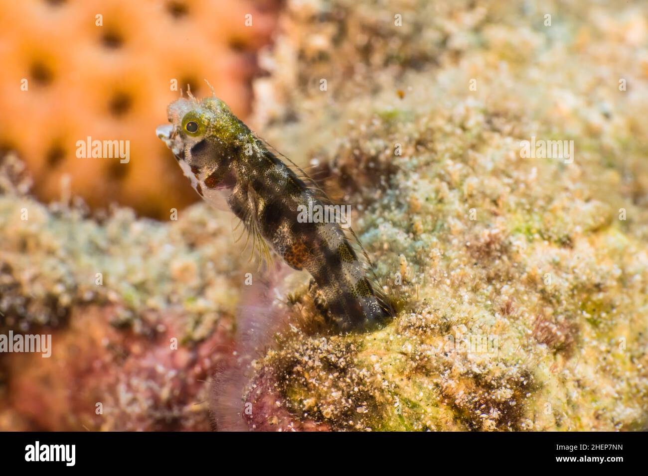 Close up, macro of Blenny fish in the reef of the Caribbean Sea ...