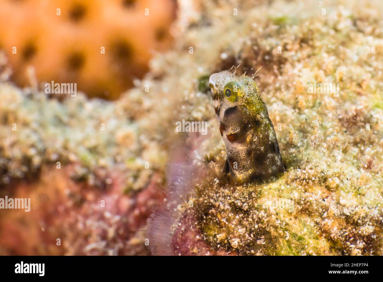 Blenny fish hi-res stock photography and images - Alamy