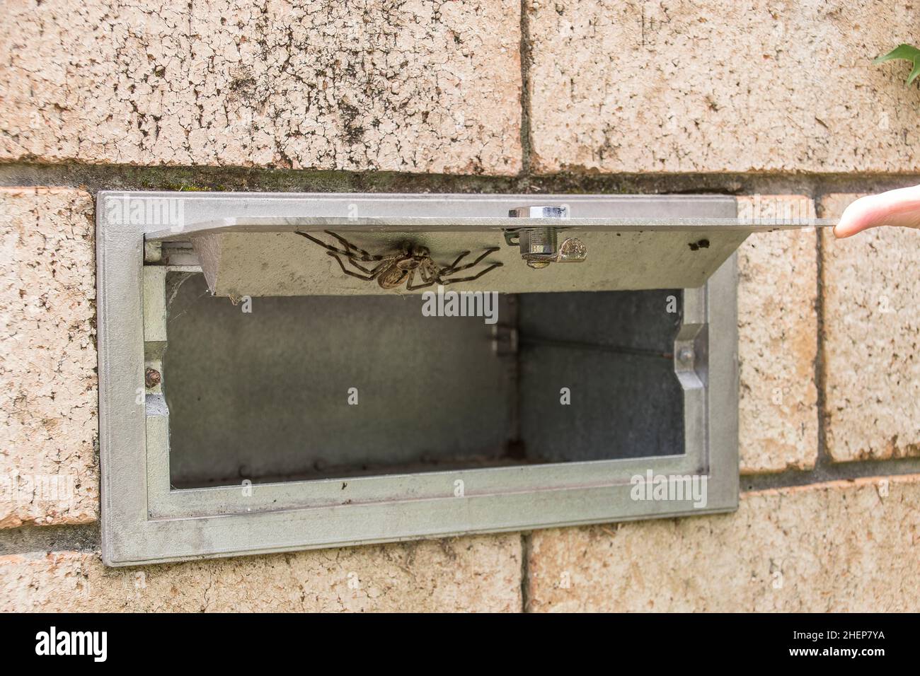 Giant huntsman spider hi-res stock photography and images - Alamy