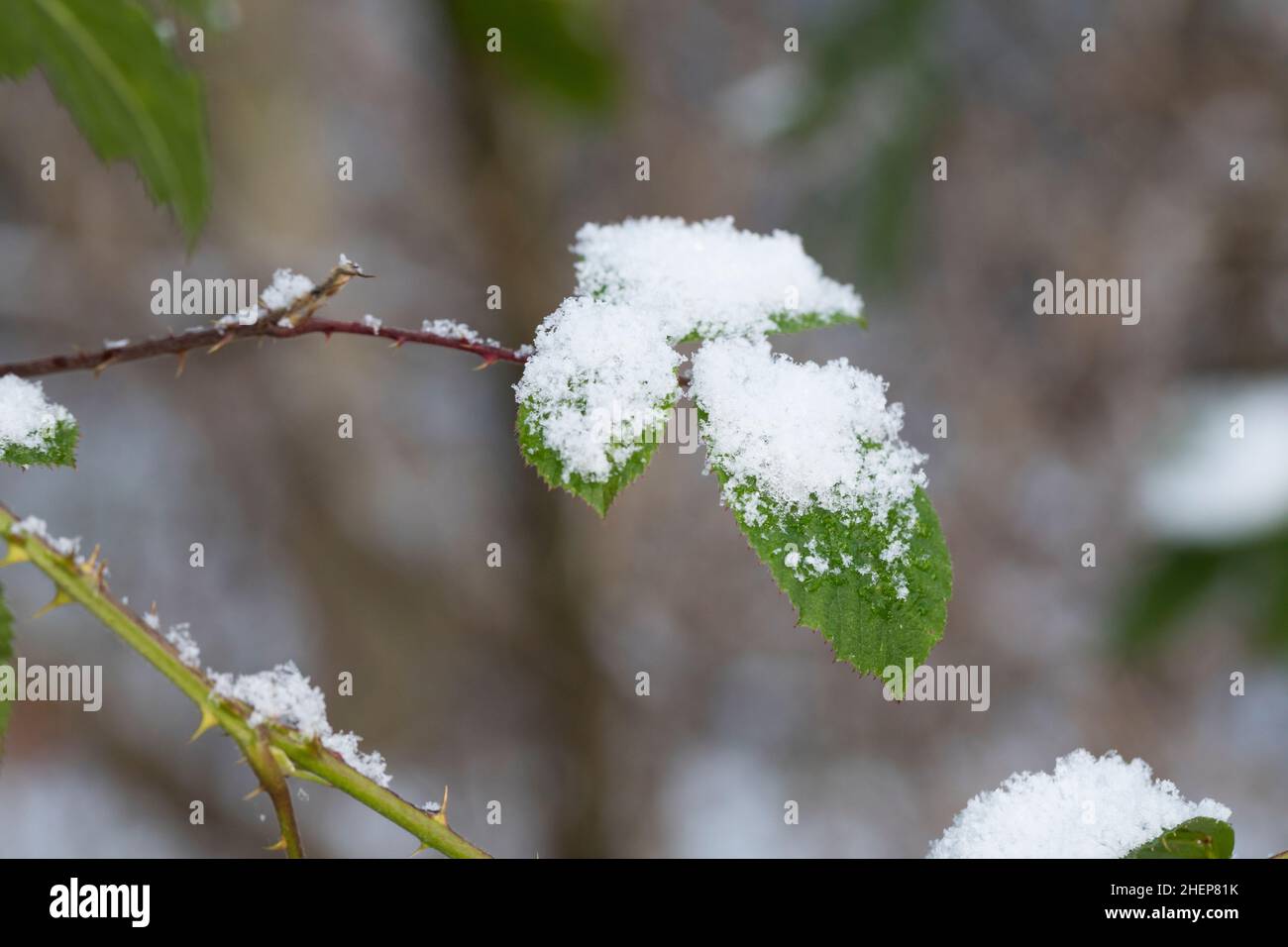 Brombeere, Echte Brombeere, Rubus fruticosus agg., Rubus fruticosus ...
