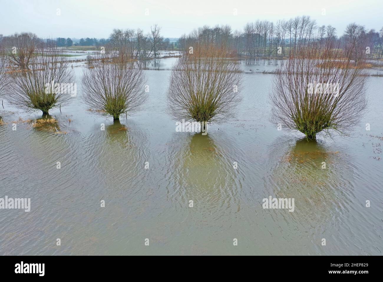 Kopfweide, Kopfweiden im Duvenseer Moor bei Hochwasser im Januar 2022 ...