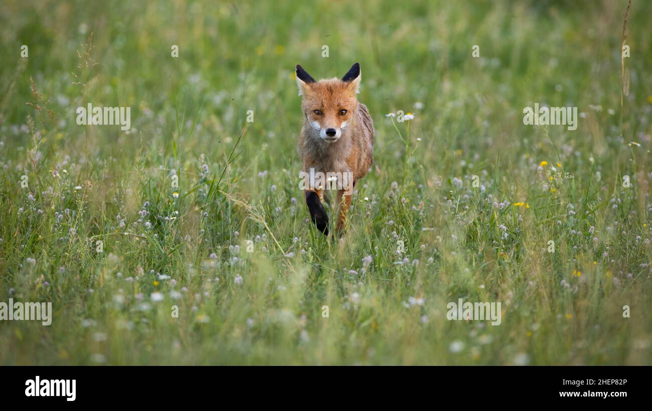 Single red fox walking forward on a meadow with wildflowers in summer ...