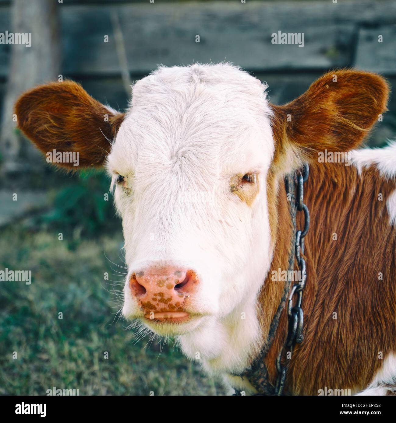 Red angus beef cattle portrait hi-res stock photography and images - Alamy