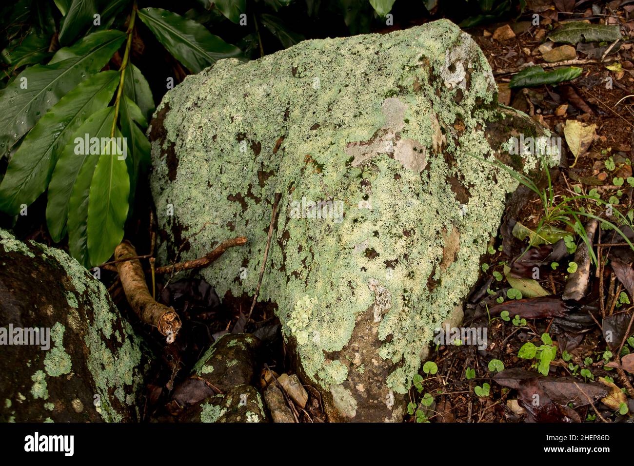 Large basalt boulder covered in mix of pale green and white lichens ...