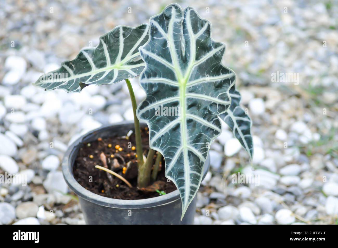 Alocasia, Alocasia Sanderiana Bull plant Stock Photo - Alamy