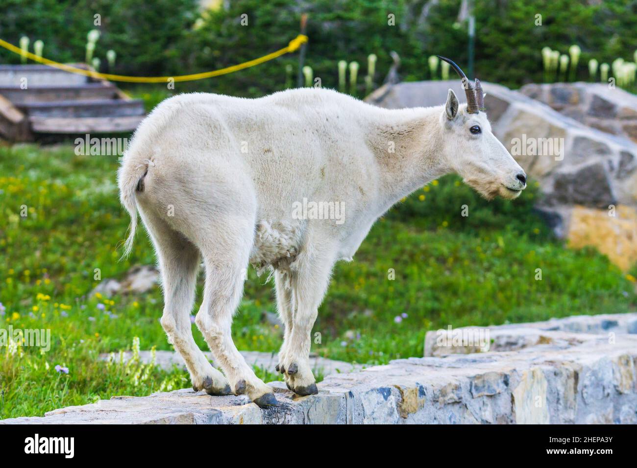 Two mountain goats mother and kid in green grass field, Glacier ...